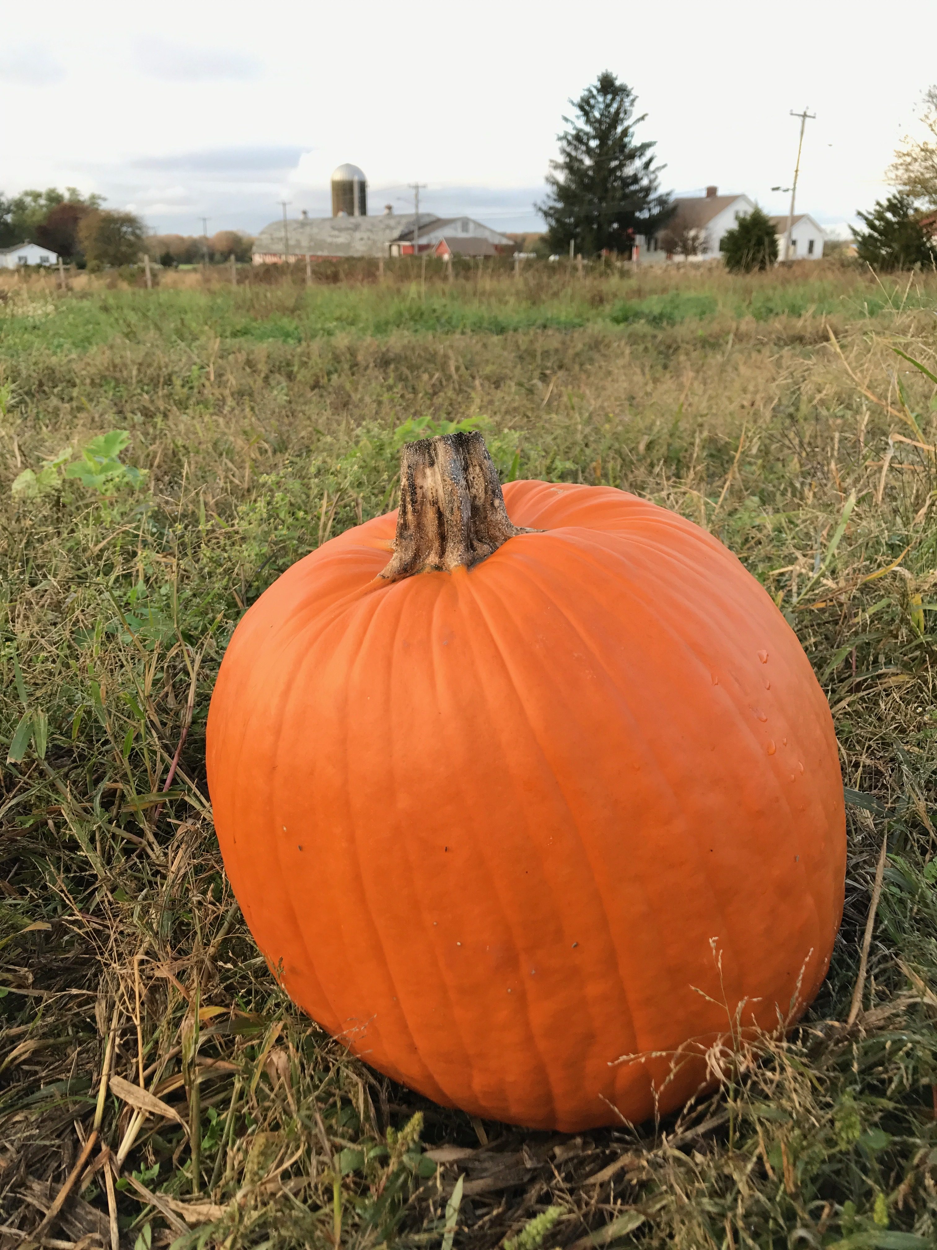 An October Trip for Pumpkins - Backyard Road Trips