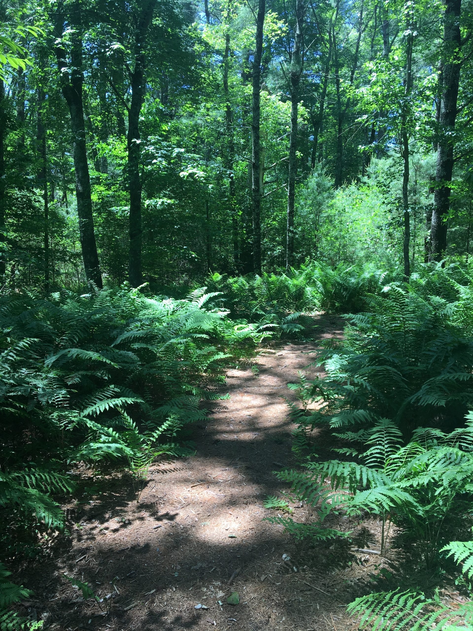 Cato's Ridge - Backyard Road Trips