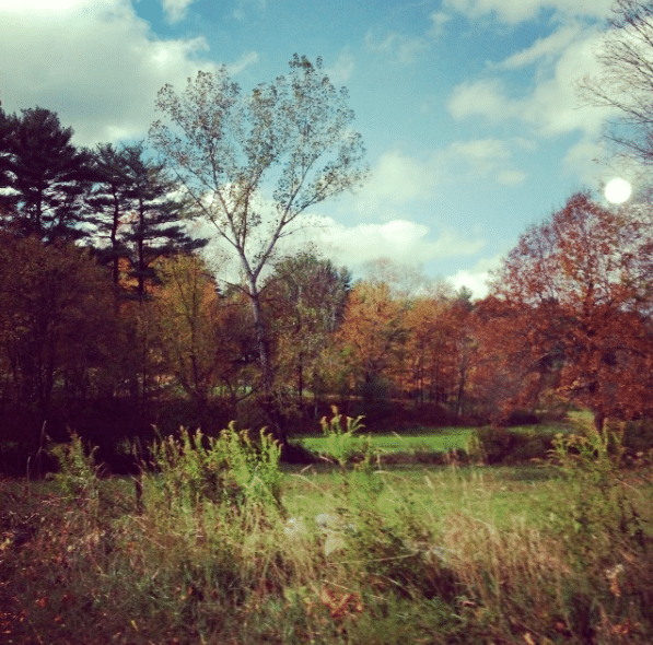 Lowthorpe Meadow - Backyard Road Trips